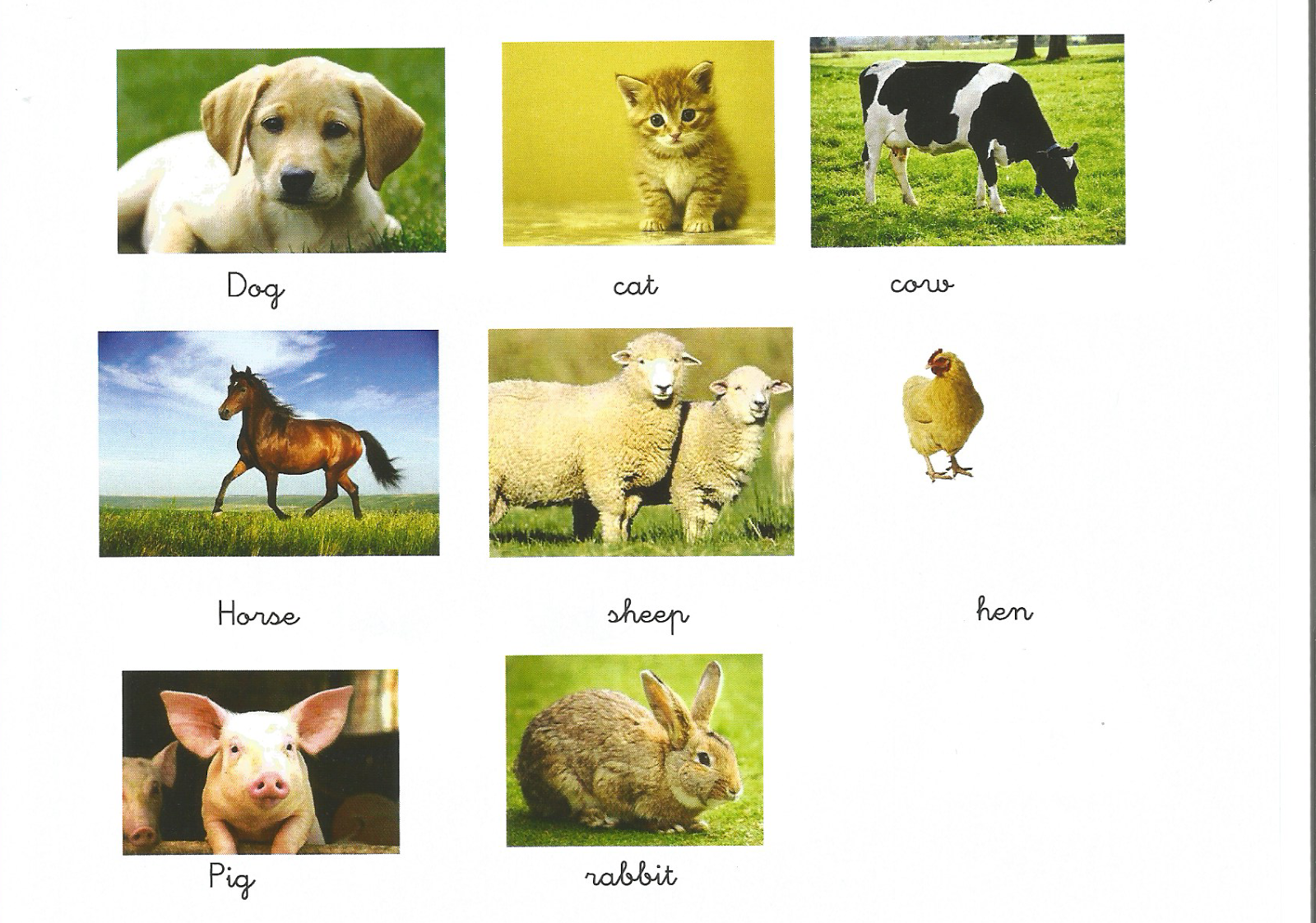 ¡Ya estamos en primaria!: DOMESTIC ANIMALS ( Animales domésticos)