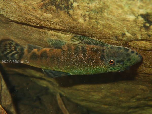 The rainforests of Borneo & Southeast Asia: Freshwater underwater world ...