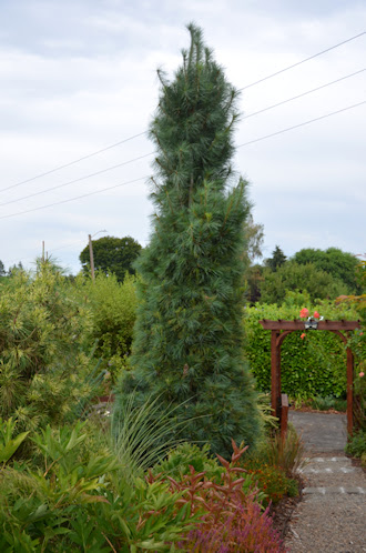 Columnar Plants for Tight Spaces
