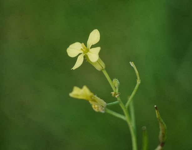 Instantes botánicos: Rabanillo Raphanus raphanistrum