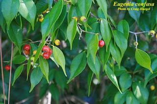 Gene's Green Scene: Tree Thursday - Redberry Stopper