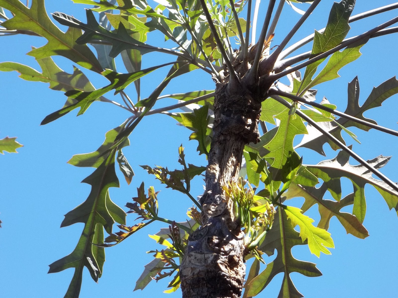 Hedgie's Nature Journal : Growing the Highveld Cabbage Tree (Kiepersol ...