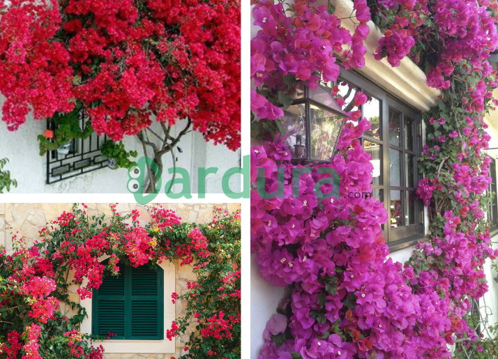 Cobain Ide Kreatif ini !!, Membuat Taman Bunga Bougenville yang unik ...