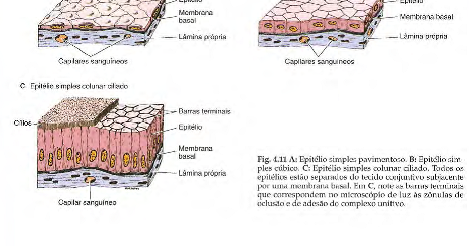 Biologia celular e tecidual: Os epitélios