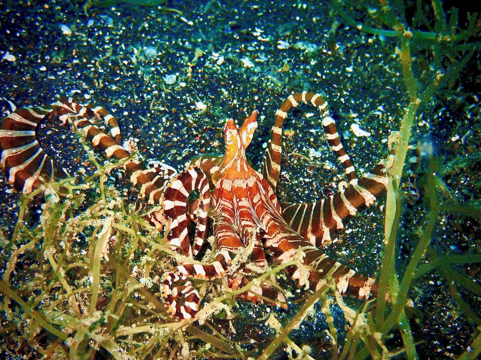 Lembeh Strait: Diving in the Muck