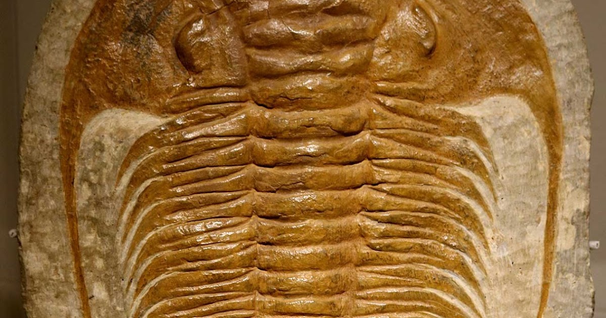 Louisville Fossils and Beyond: Paradoxides gracilis Trilobite Fossil
