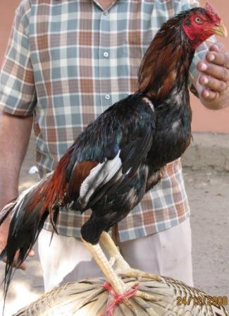 KING GHAZI: Indian Asil