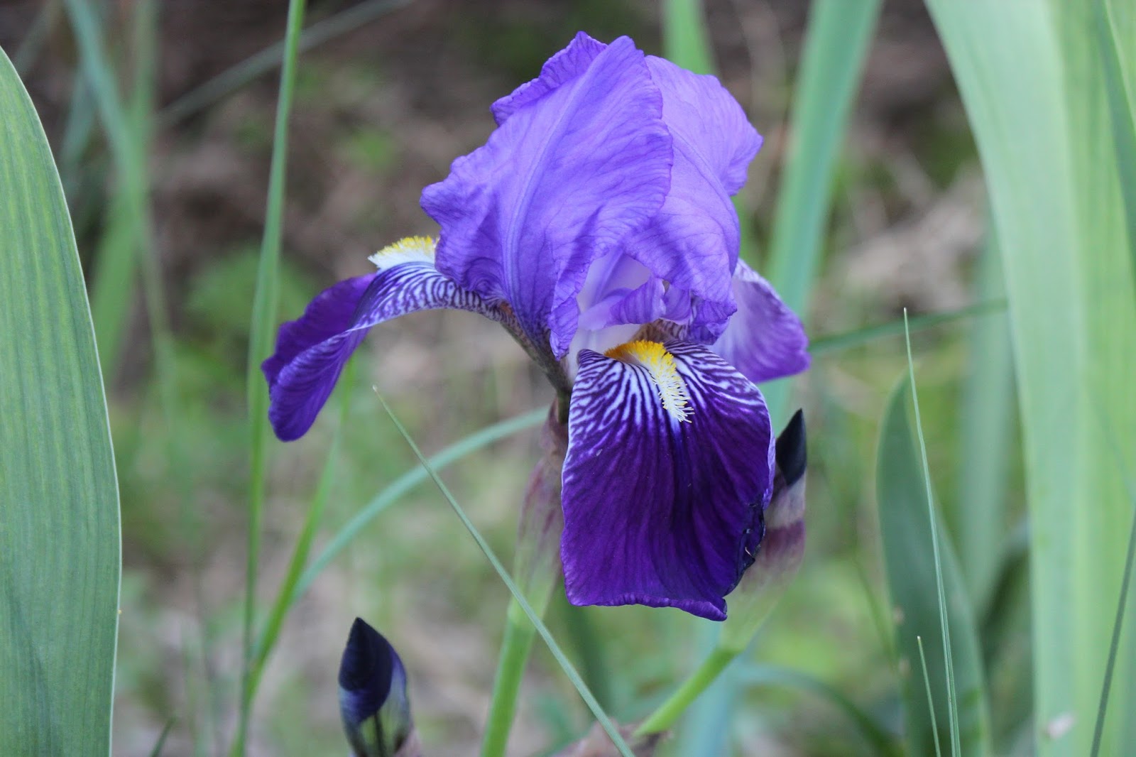 Wilde Planten: Lissen