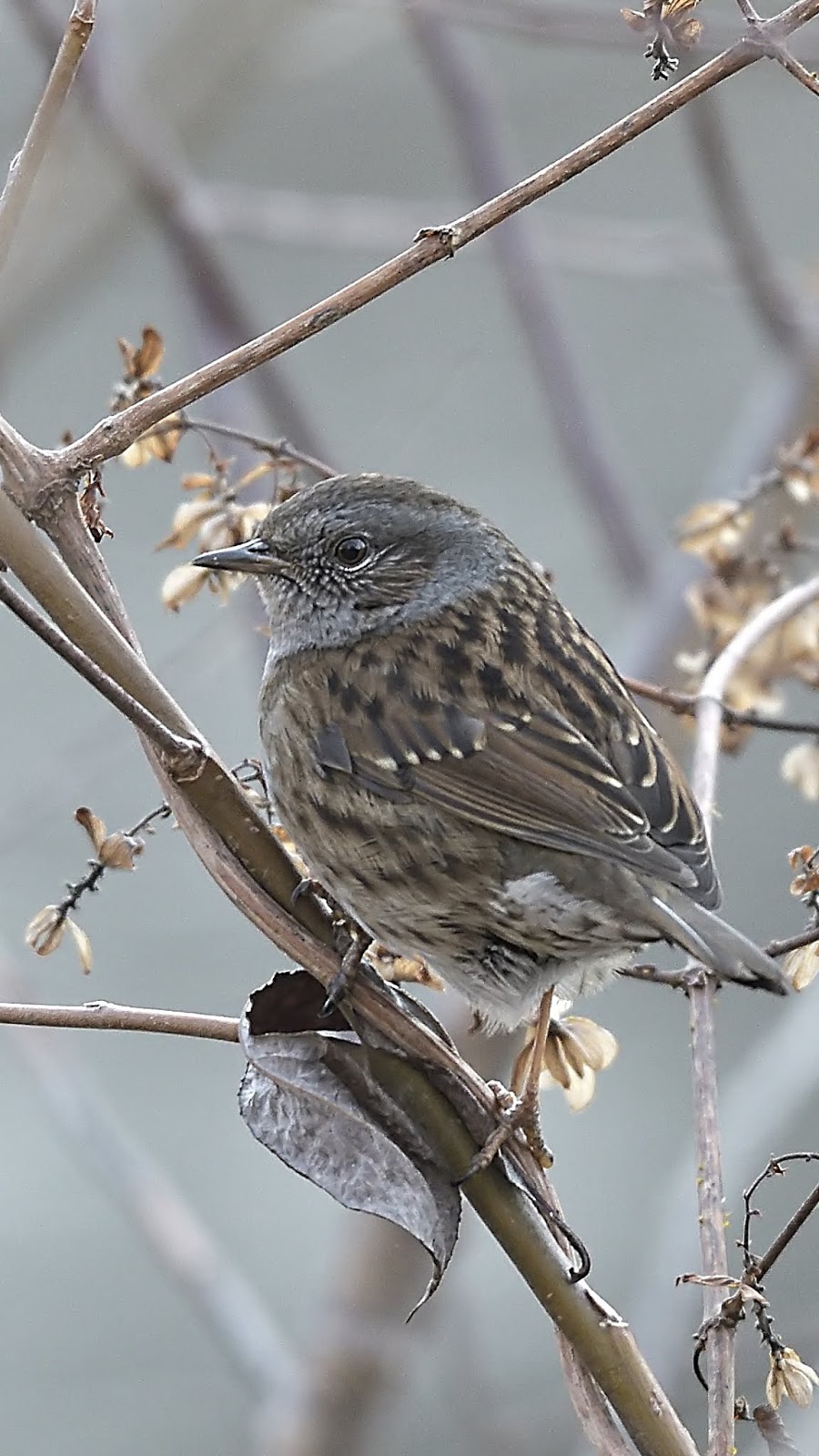 Passeriformi lungo le sponde dell'Avisio