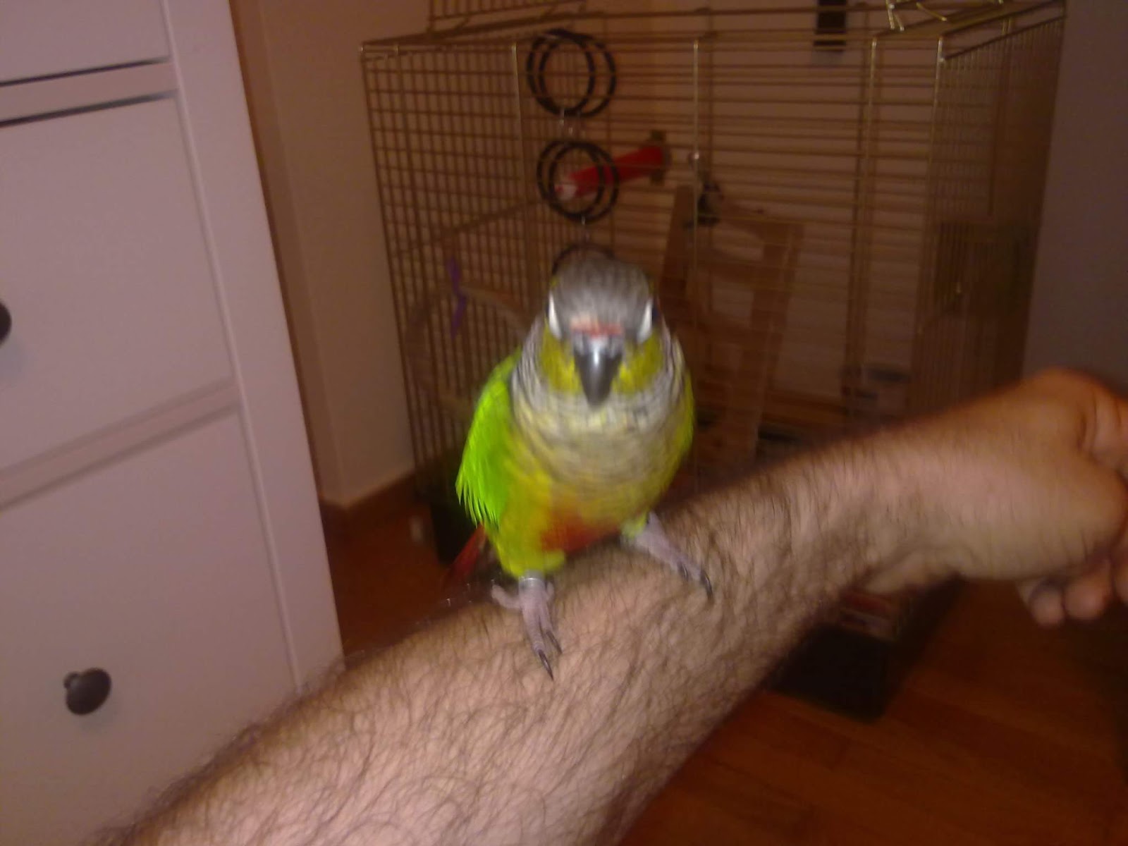 Greek Yorkshire Canaries: Παπαγάλος κονούρα Green Cheeked - Pyrrhura ...