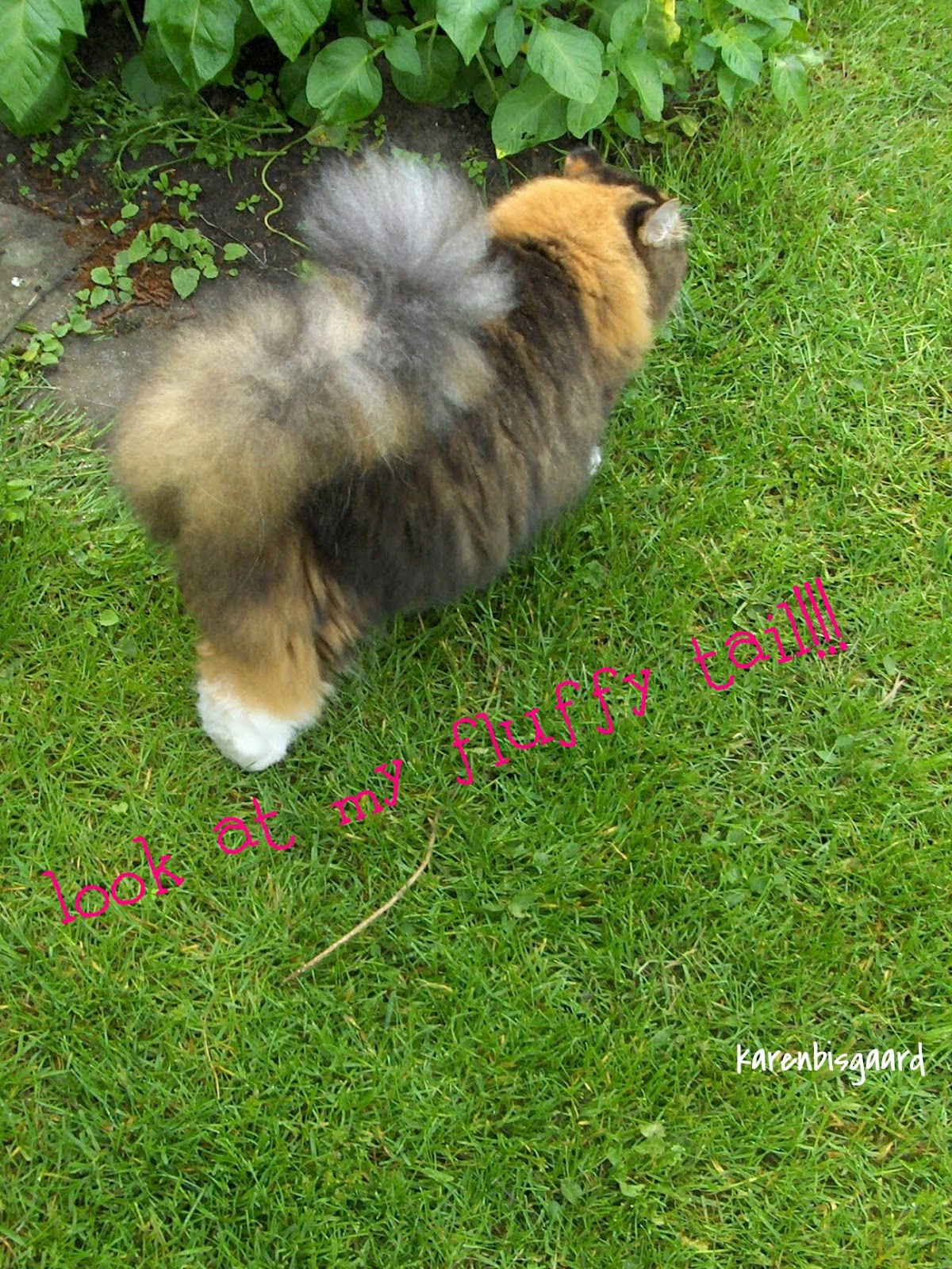 Karen`s Nature Photography: Cat With Fluffy Tail.