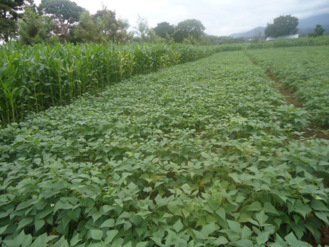 KWANINI NI MUHIMU KUTUMIA MBOLEA KATIKA KILIMO CHA MAHARAGE? - KILIMO BORA