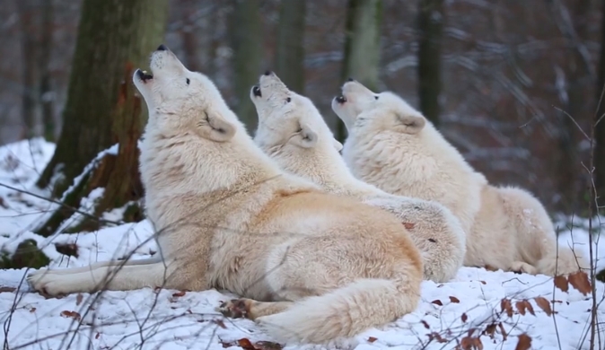 White Wolf : Arctic Wolfpack Howls: The Most Beautiful Sound You'll ...