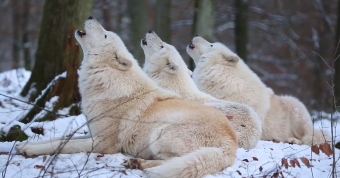 White Wolf : Arctic Wolfpack Howls: The Most Beautiful Sound You'll ...