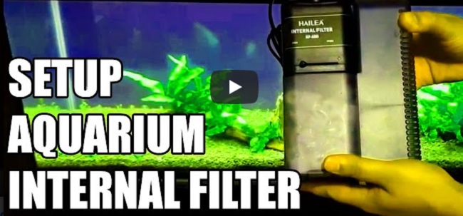 How To Setup Internal Filter Aquarium