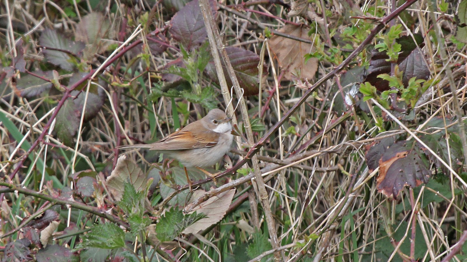 A Year Around Four Marks: 27th April - Top, Top, Bird!