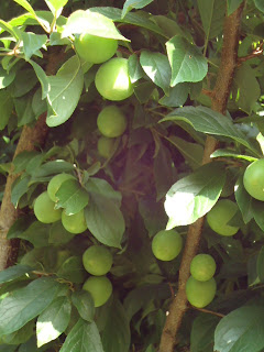 Pratos da Bela: Árvores de fruto entre outros II...