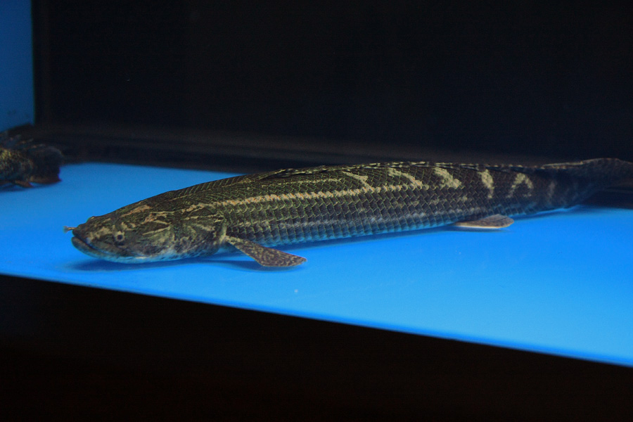 Polypterus Lapradei