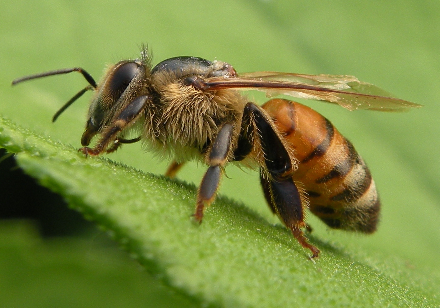 Farm Serenity Cow: Ape così piccola, eppure così grande..