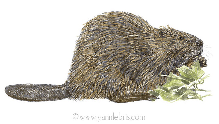 AMIGOS DEL CASTOR: Qué es un castor?