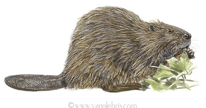 AMIGOS DEL CASTOR: Qué es un castor?