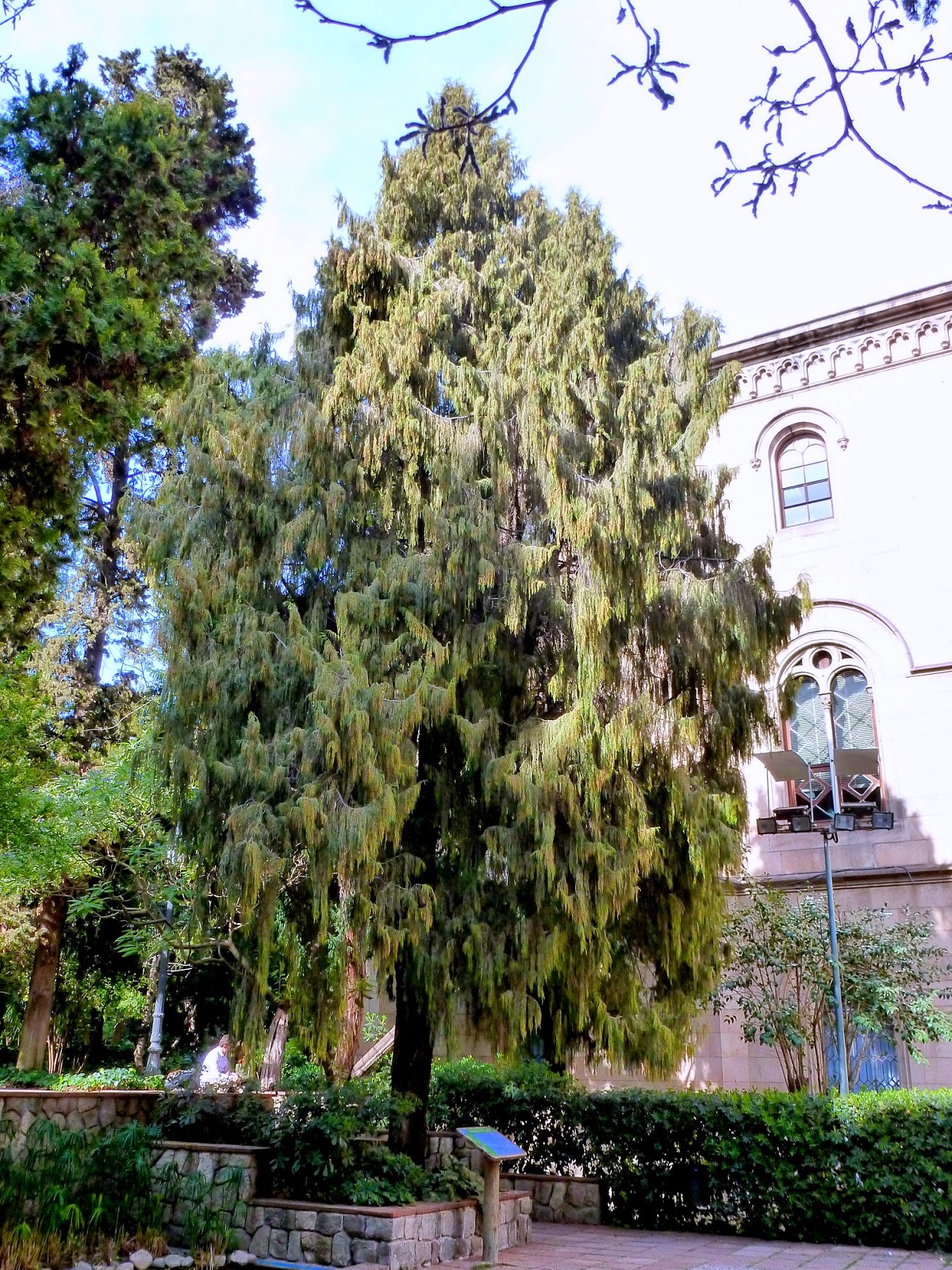 Árboles con alma: Ciprés fúnebre. Ciprés llorón chino. (Cupressus funebris)