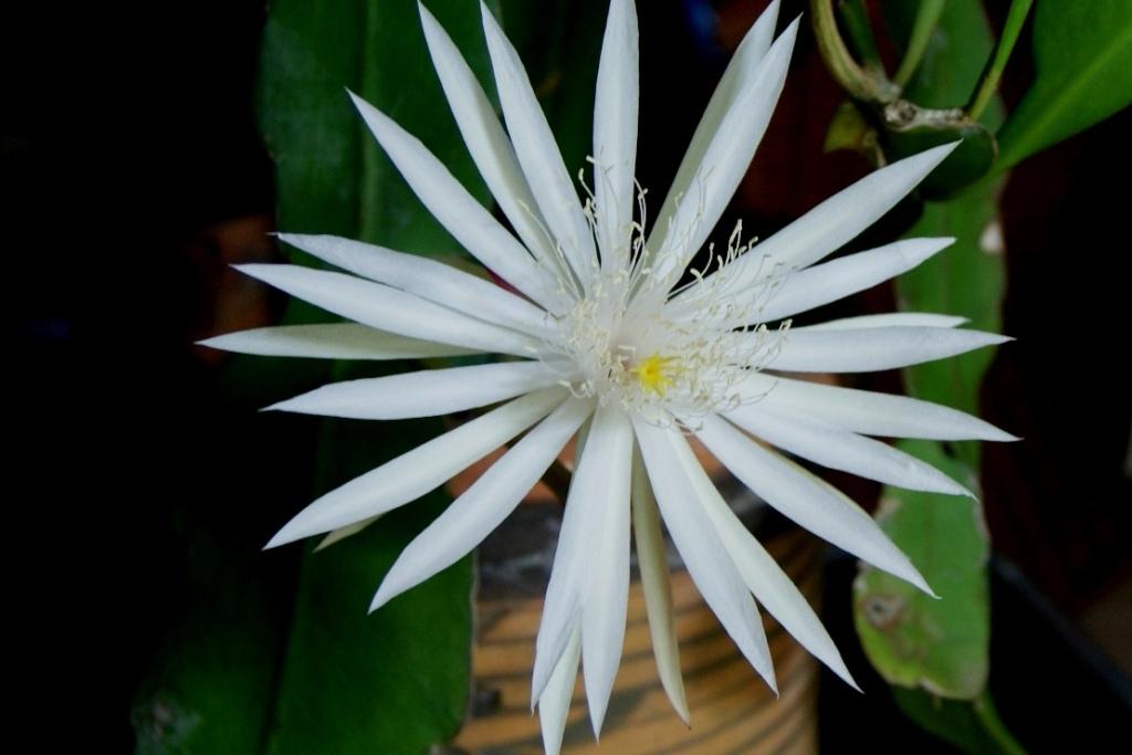 My little vegetable garden: another bunga bakawali