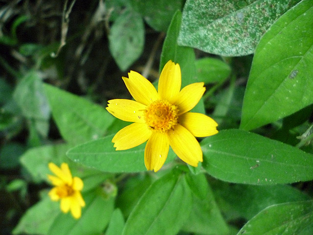 Butter Daisy or Million Gold - Karabu Mal | SL Flora