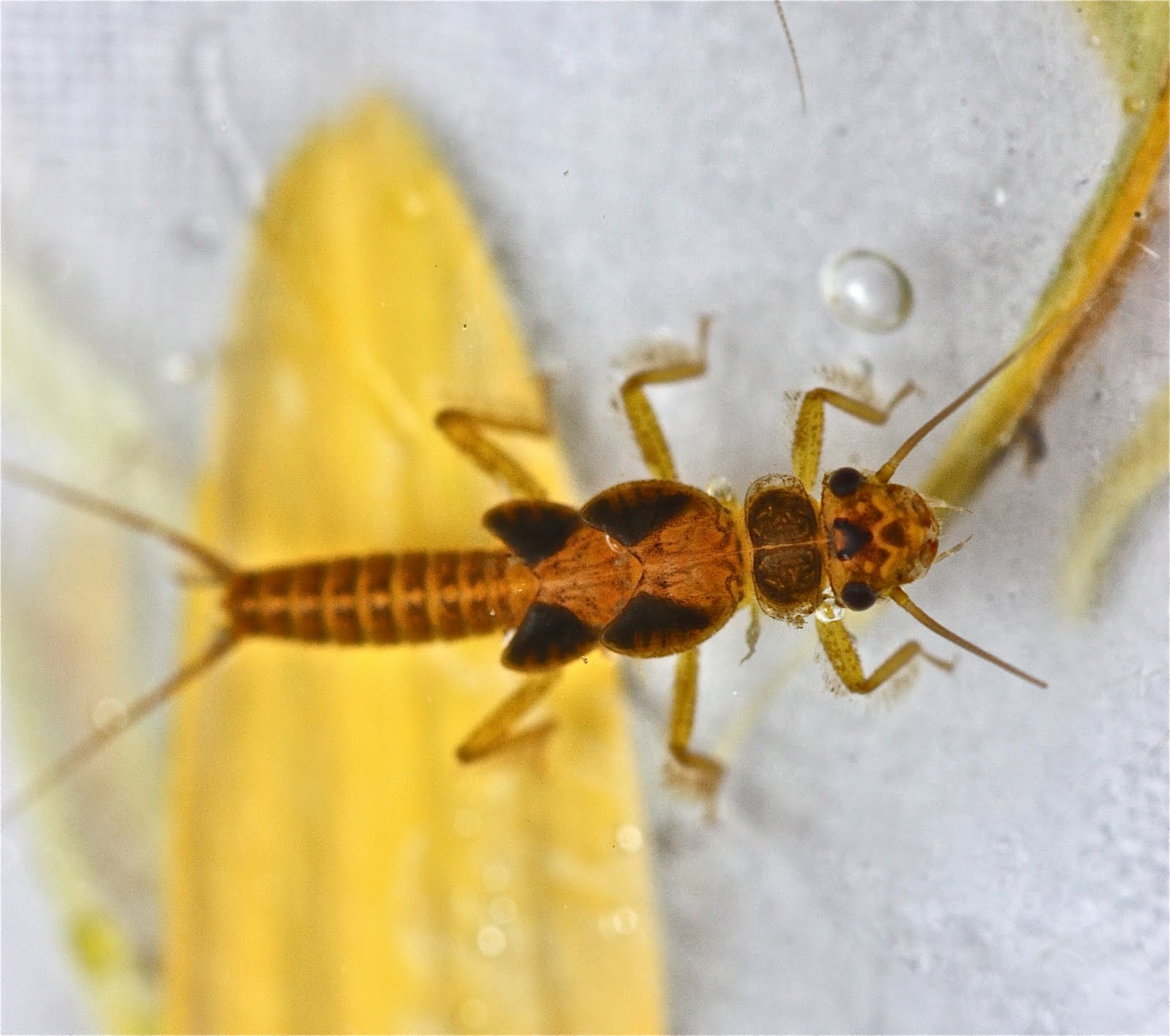 Aquatic Insects of Central Virginia: Looking for Bugs in the Rain: Buck ...