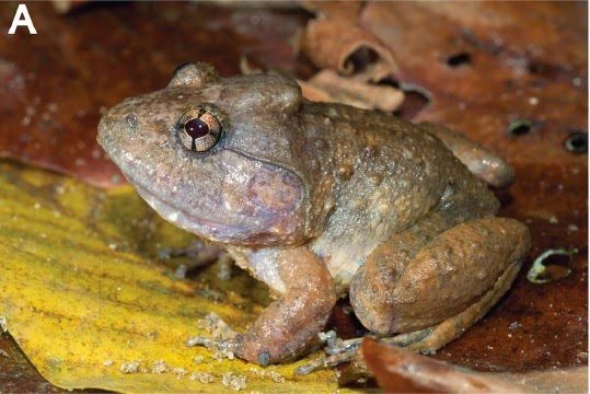 Sciency Thoughts: Breeding behaviour in a Fanged Frog from Vietnam.