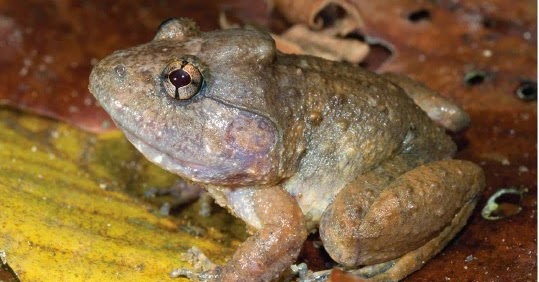 Sciency Thoughts: Breeding behaviour in a Fanged Frog from Vietnam.