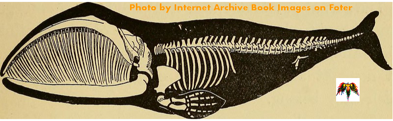 La respiración de las Ballenas تنفُّس الحيتان The breath of Whales ...