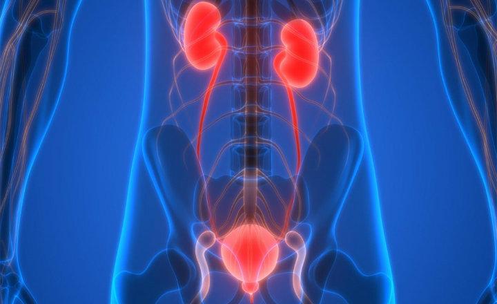 Anatomia del cuerpo humano: CURIOSIDADES DEL APARATO GENITOURINARIO