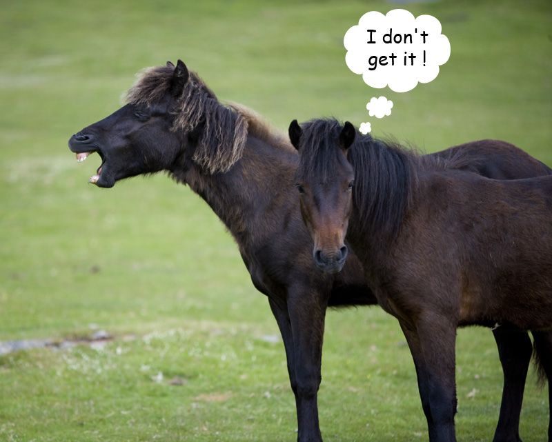 Wallpapers: Funny Ponies Wallpapers And Pictures