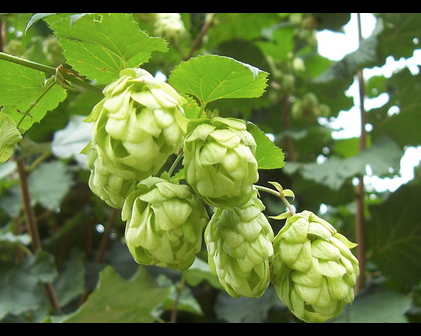 Relaxing Teas and Calming Herbs