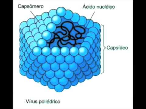 BioScience: Vírus, estrutura e reprodução