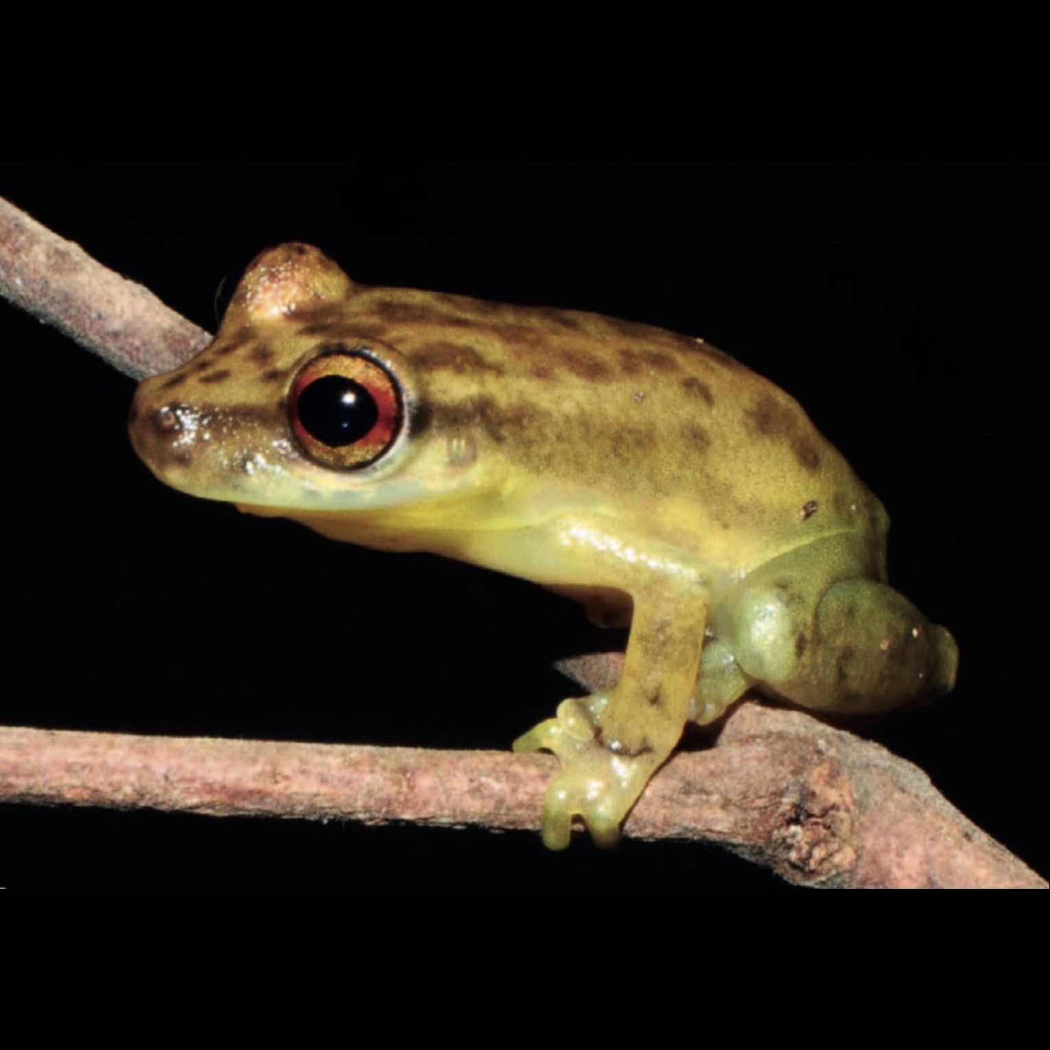 Species New to Science: [Herpetology • 2018] Scinax strussmannae • A ...