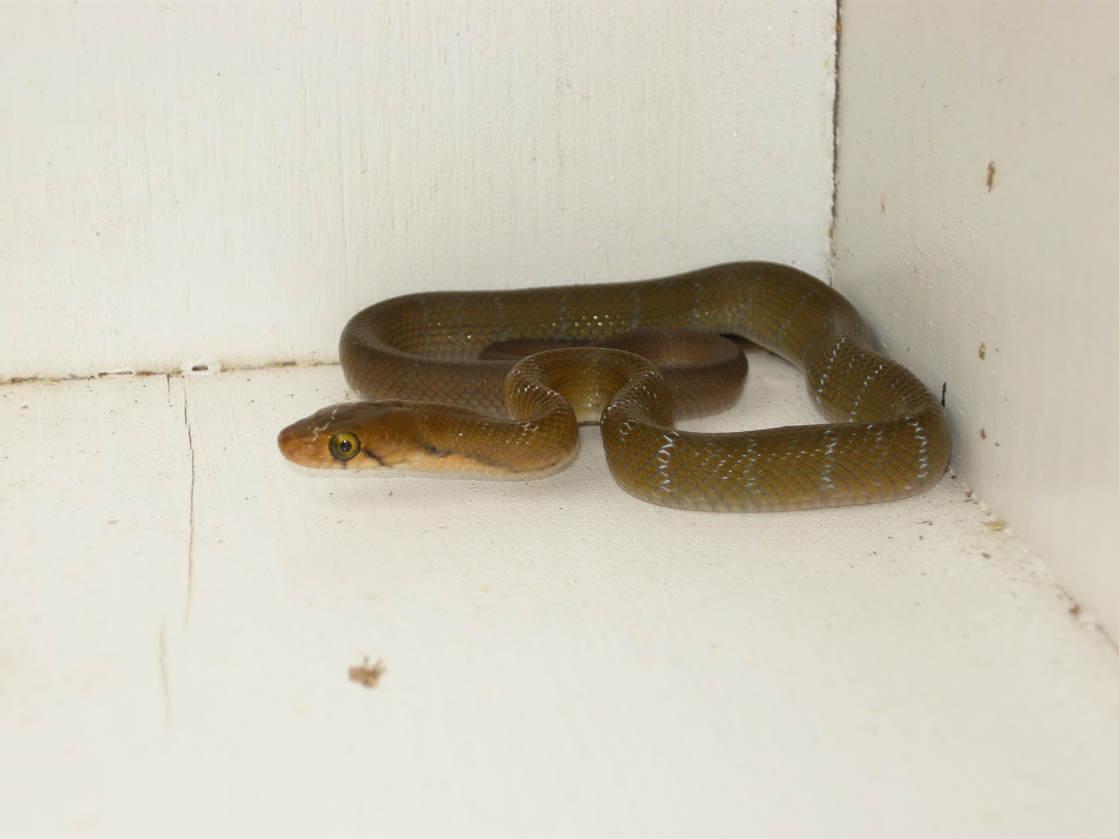 A Birder in The Philippines: Snakes of The Philippines