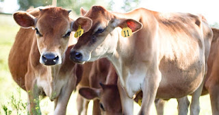 Nkomo Totem - what they represent