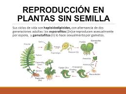 REPRODUCCIÓN DE LAS PLANTAS