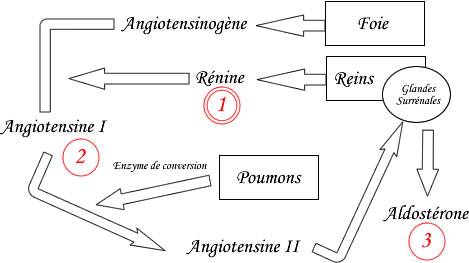 Système rénine angiotensine aldostérone | Bio faculté