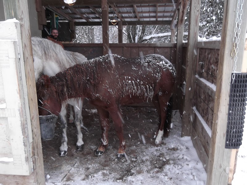 Ruthlynn's World: Ice Horses