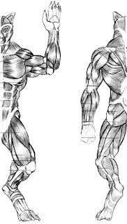 Master Project: Werewolf Anatomy