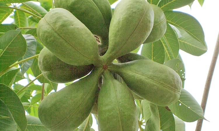 Karaya Gum Exporters: Nutrient composition of Gum Karaya