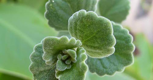 Huanatos Verde: Algunas propiedades y usos de la planta conocida como ...