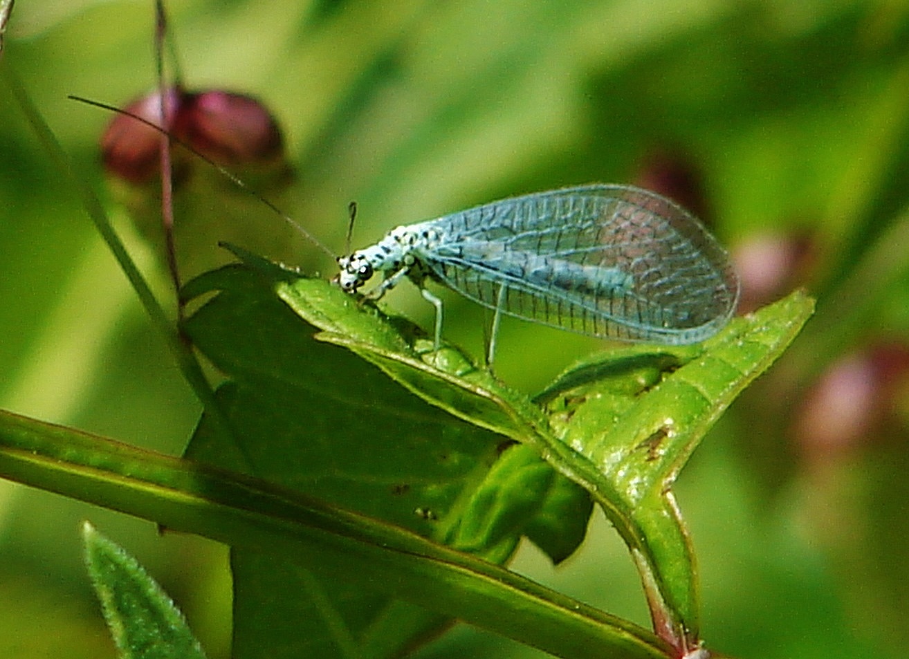 BREATHTAKING: Lacewings Neuroptera