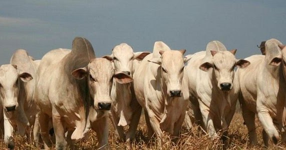 mejoramiento genetico de la raza nelore: mejoramiento genetico de la ...