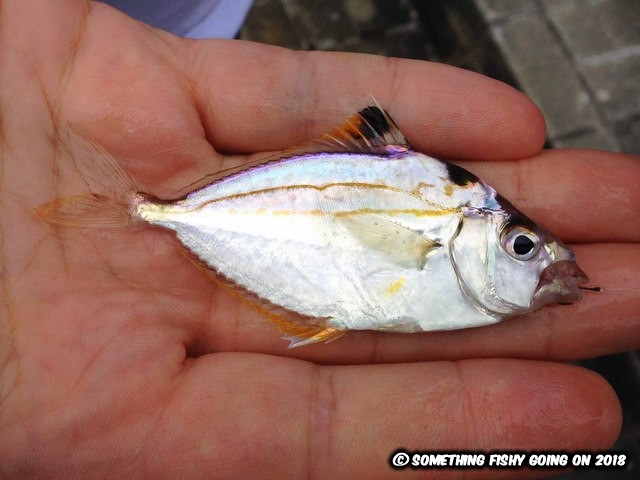 日本の魚 | World Sea Fishing Forums