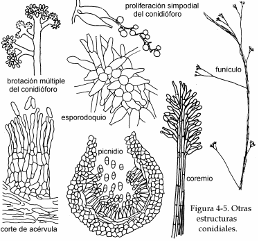 La Biodiversidad de los hongos.: Estructuras de los hongos