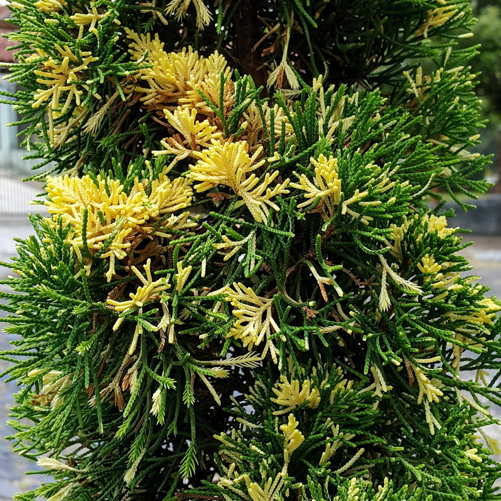 "Verdade//aspas" : 👪 Cupressaceae (Juniperus chinensis 'Kaizuka ...